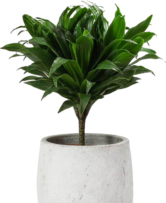 Contact – Asper | Bufalo