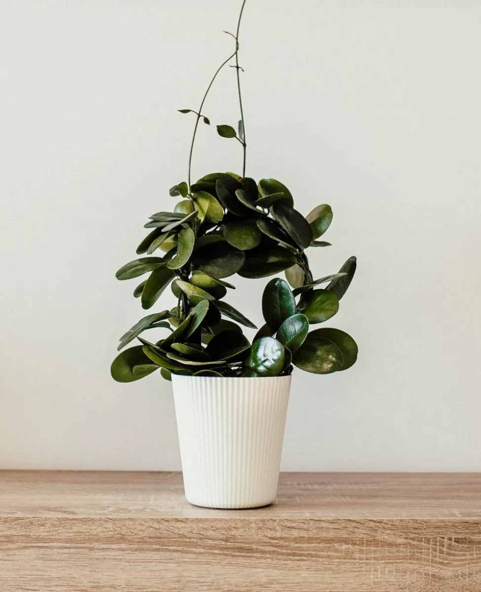 Services – Asper | Bufalo